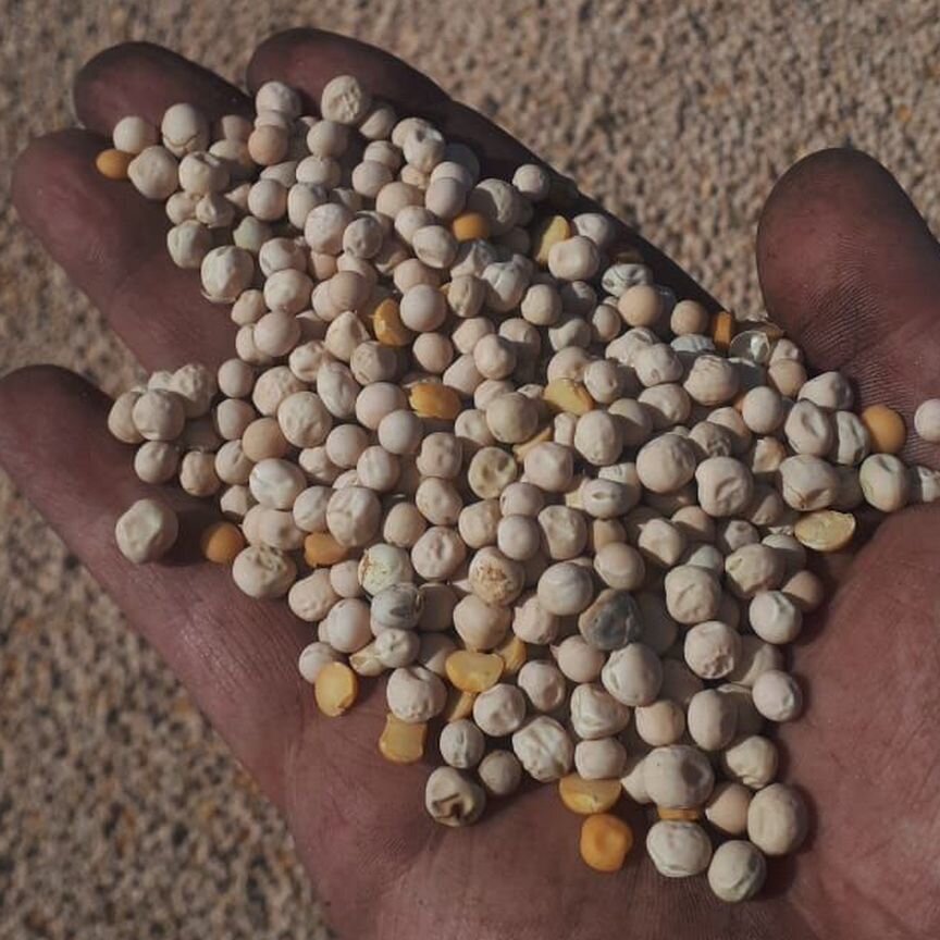 Горох кормовой