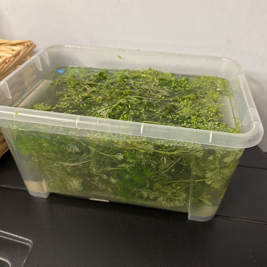 Бронь Аквариумная прополка