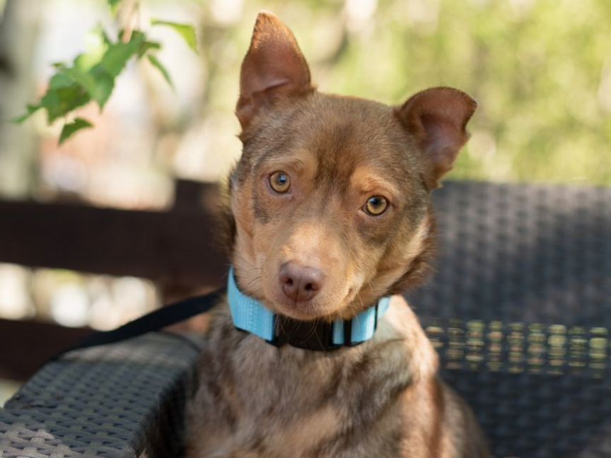 Маленькая собака в добрые руки