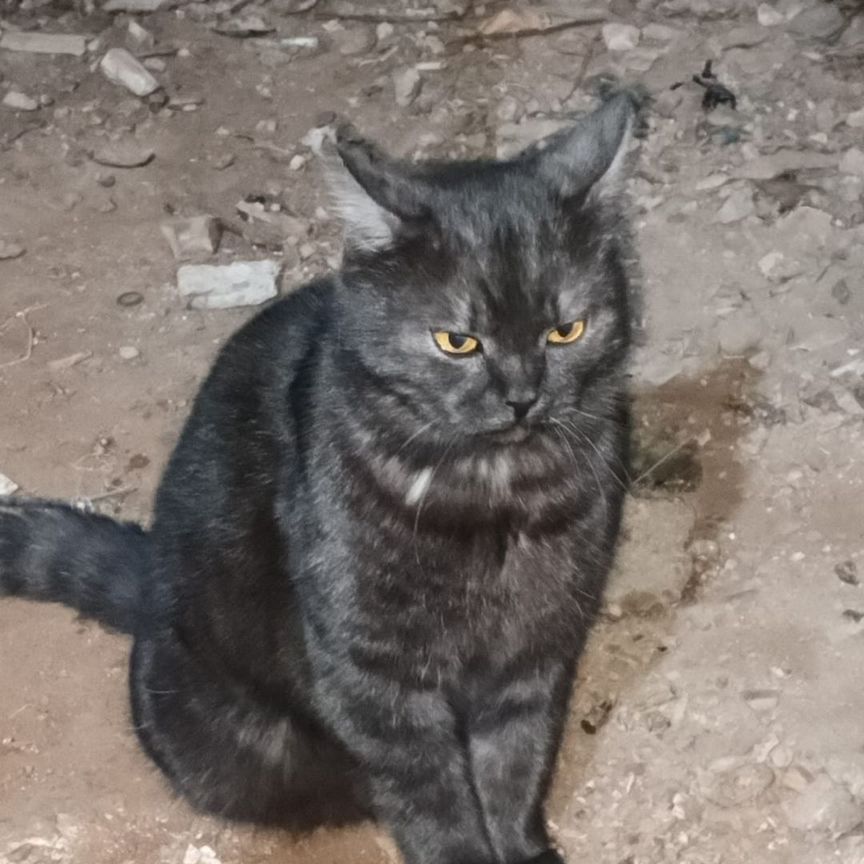Кошечки в поисках дома или передержки