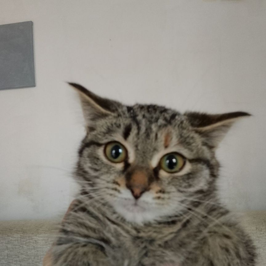 Котенок
