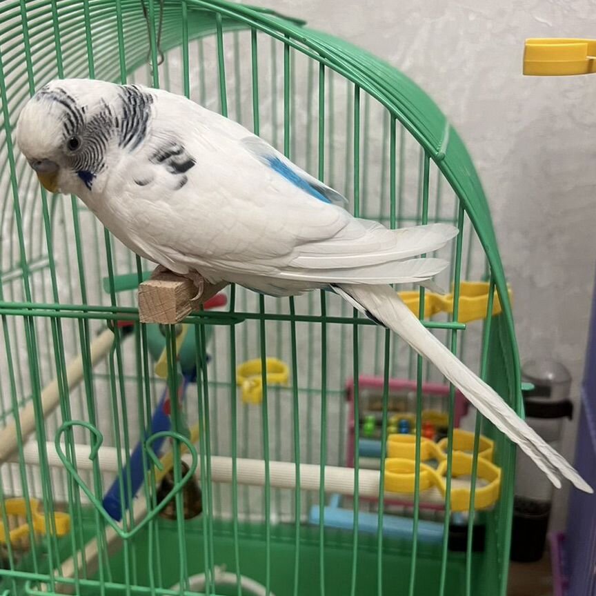 Волнистый попугай