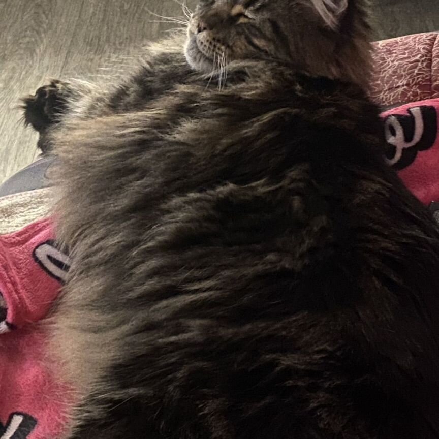 Мейнкуны в добрые руки