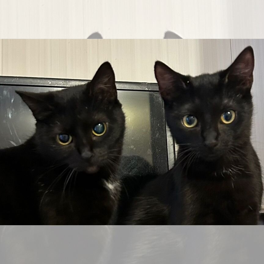 Взрослая, Девочка кошка в добрые руки