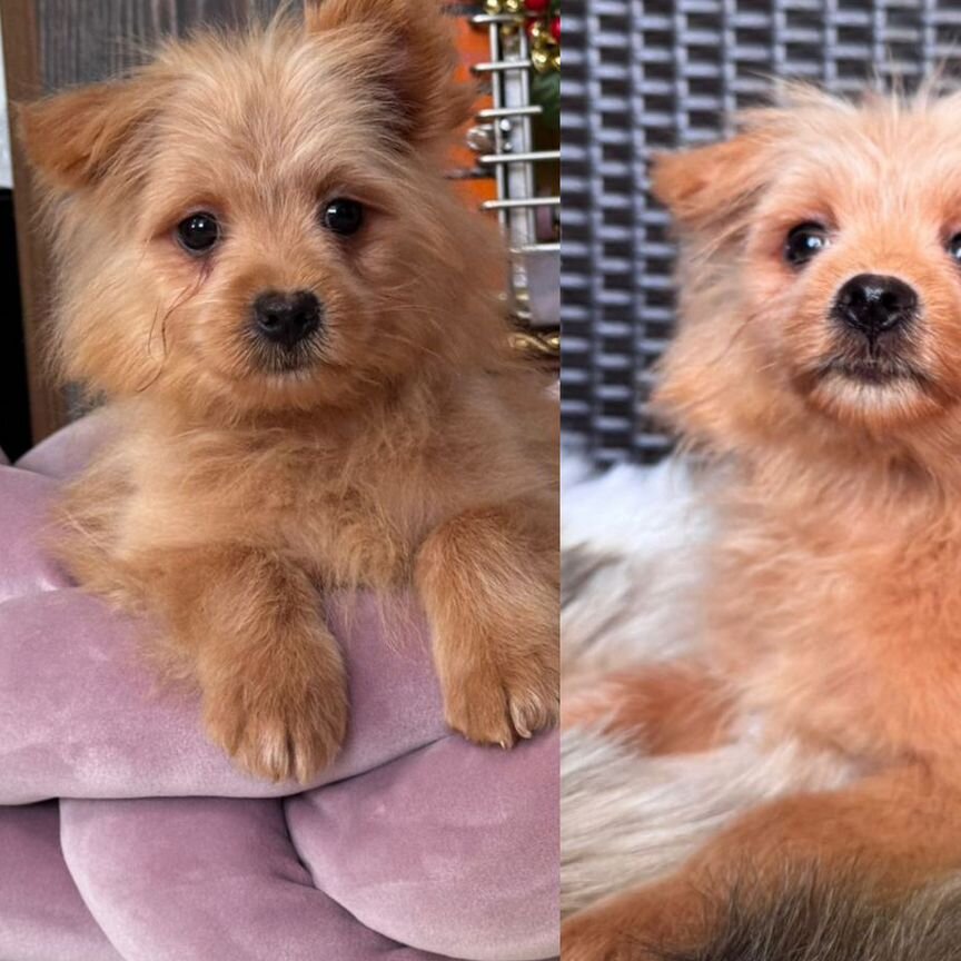 Комнатная собачка