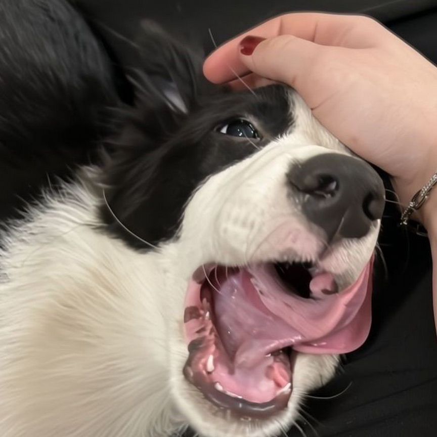 Бордер-колли, щенок