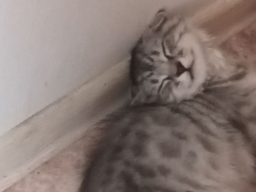 Котёнок шотландский