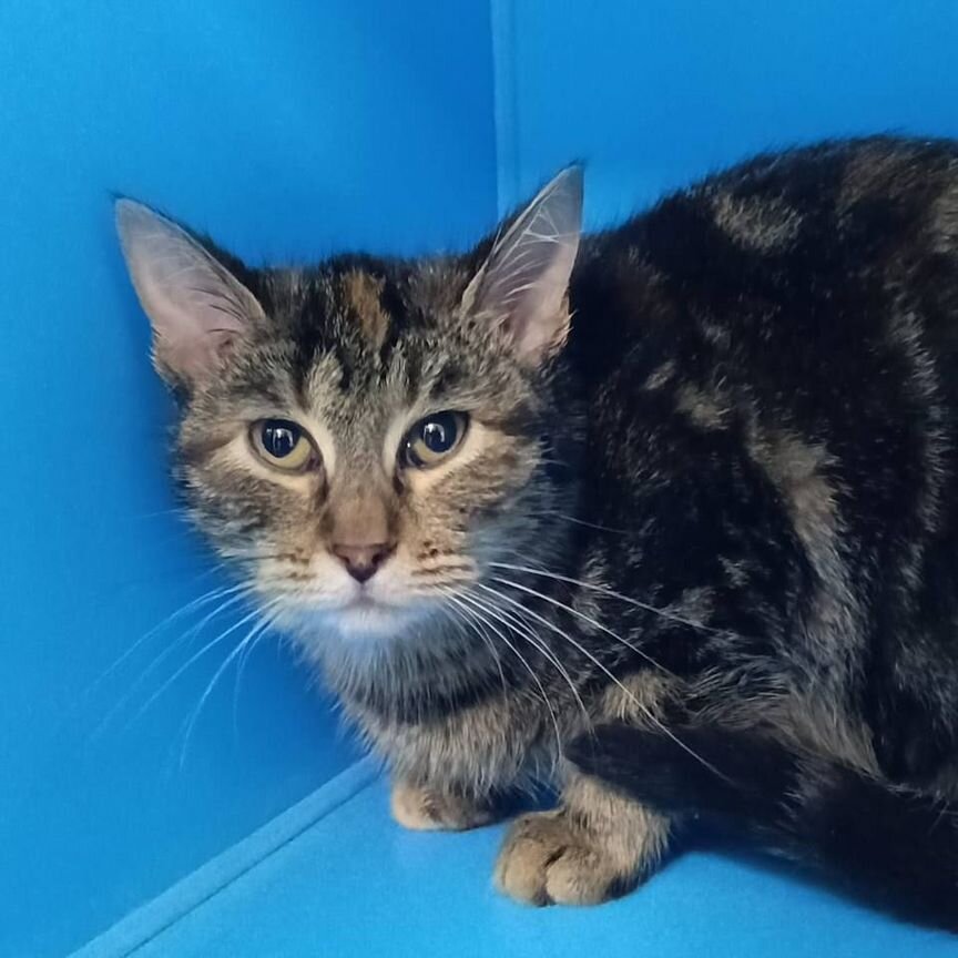 Раиса выпуск в бездомность на дачи. Семья, найдись