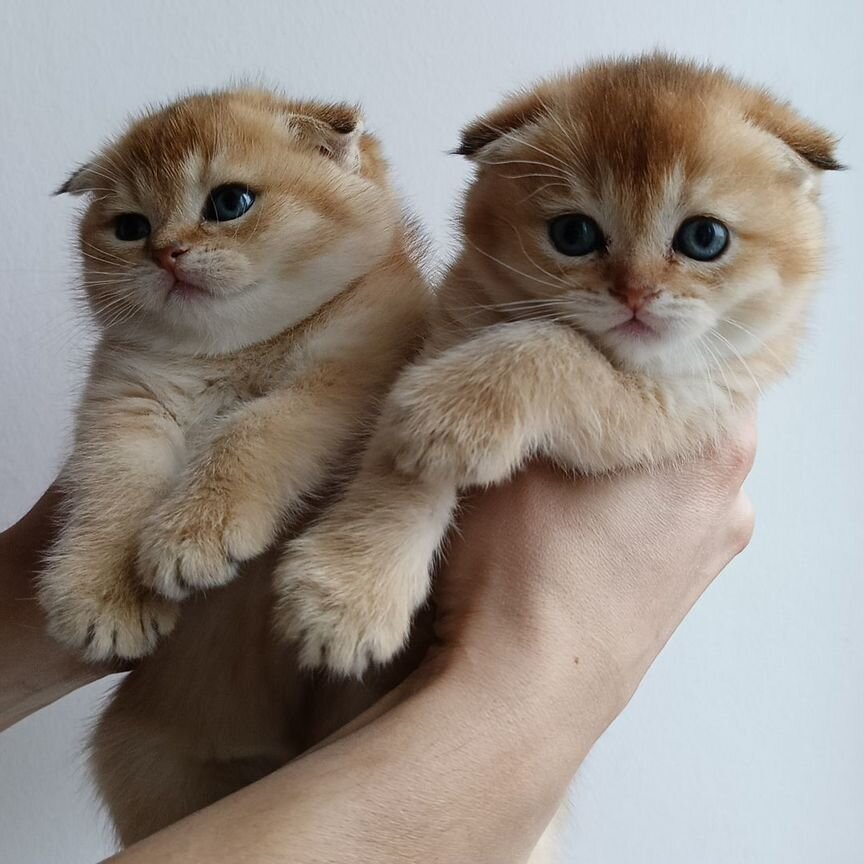 Шотландский вислоухий короткошёрстный котёнок