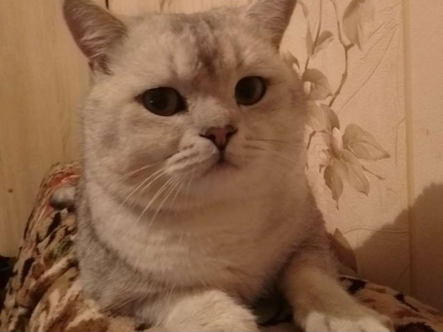 Серебристый ухажор