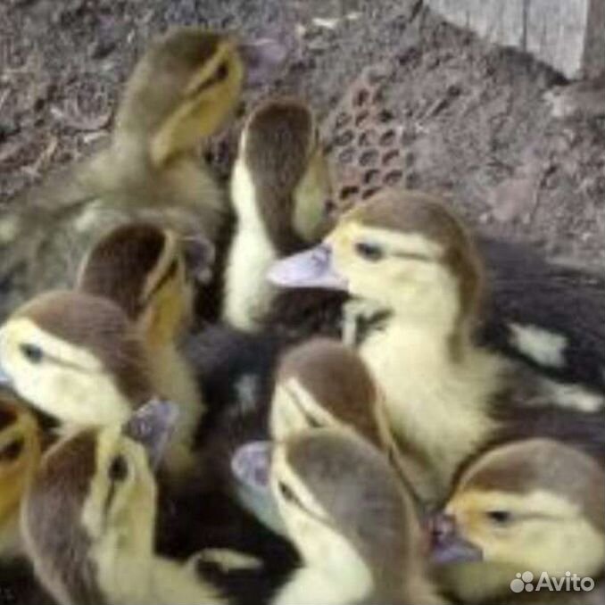 Индоутята 2недельные