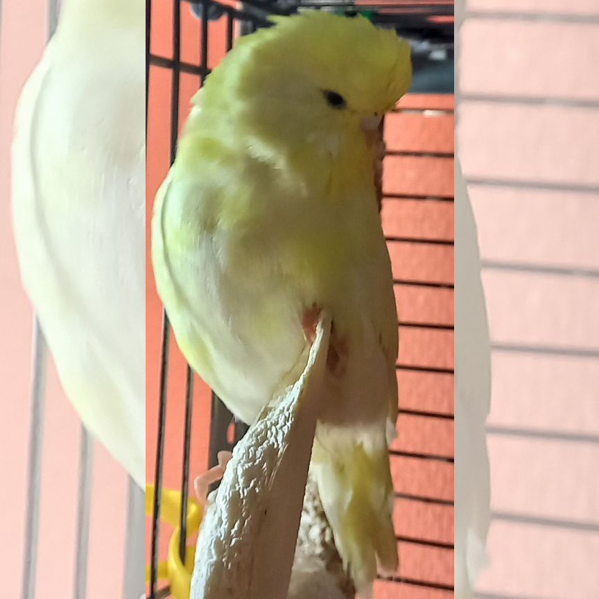 Волнистый попугай