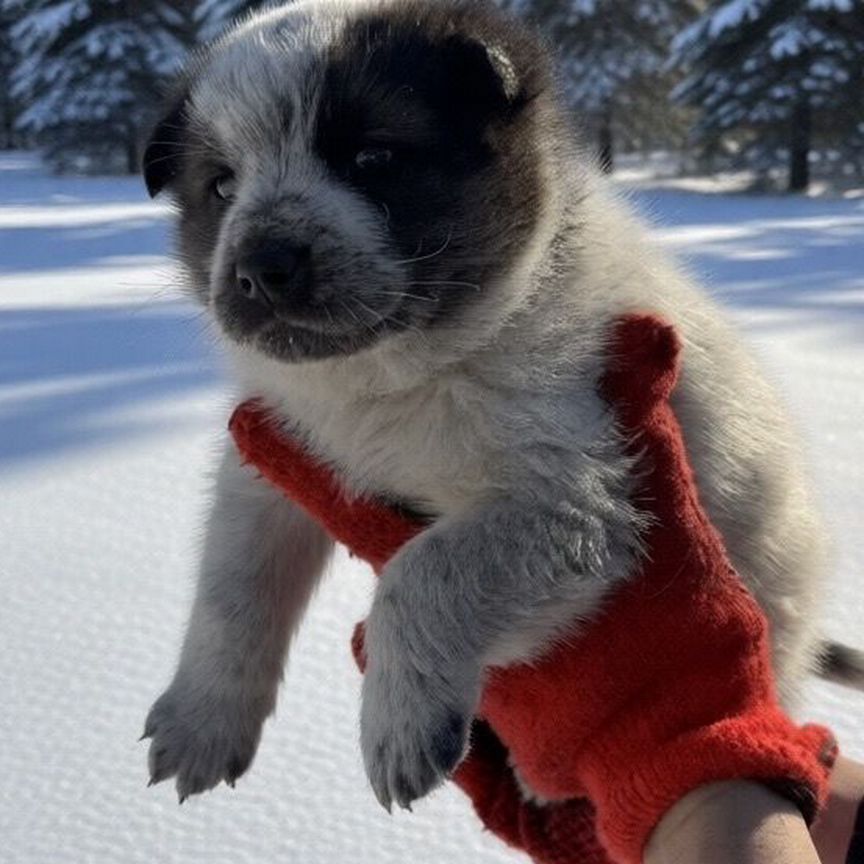 Щенок в добрые руки