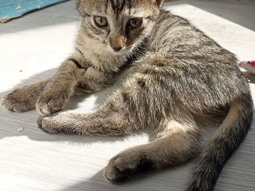 Котенок Марк