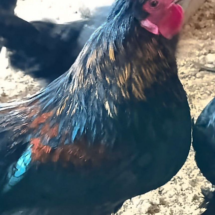 Продам молодых петушков