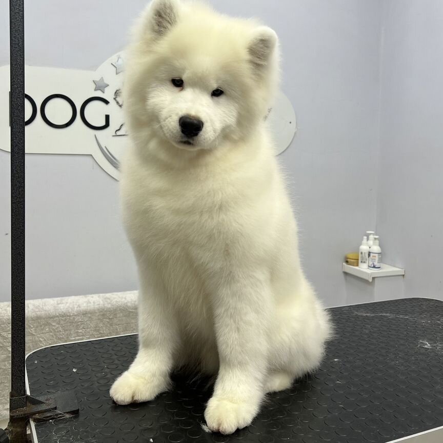 Самоедская собака, щенок