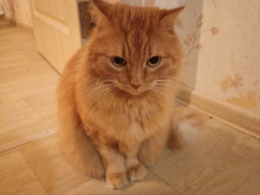 Милый котик Барсюня