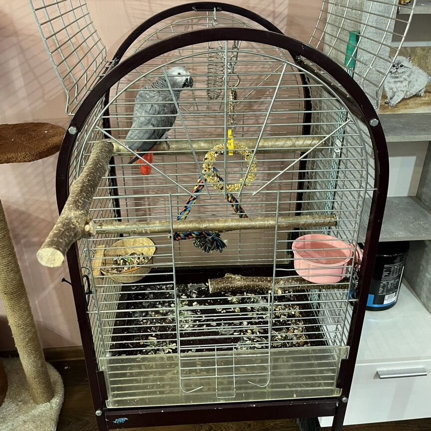 Ручной говорящий попугай