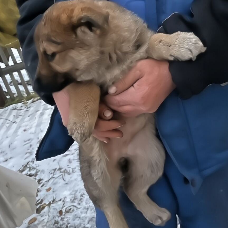 Немецкая овчарка, щенок