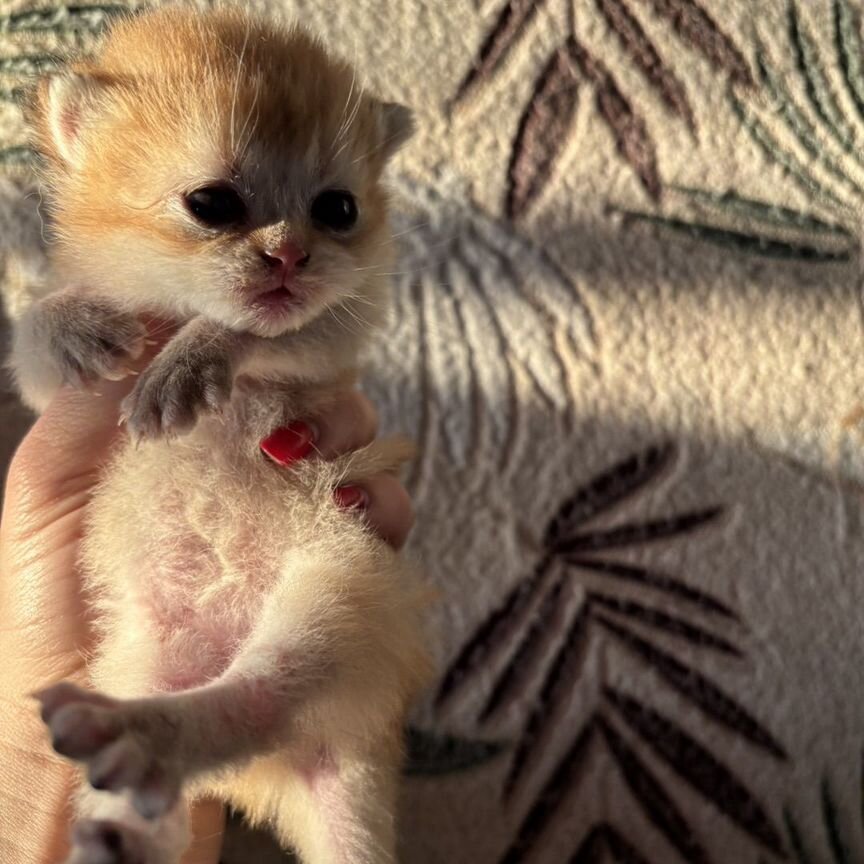 Британские котятки