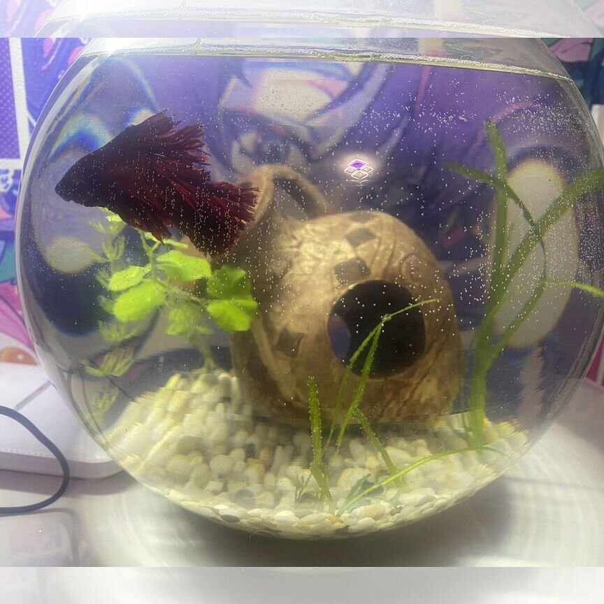 Рыбка петушок с аквариумом
