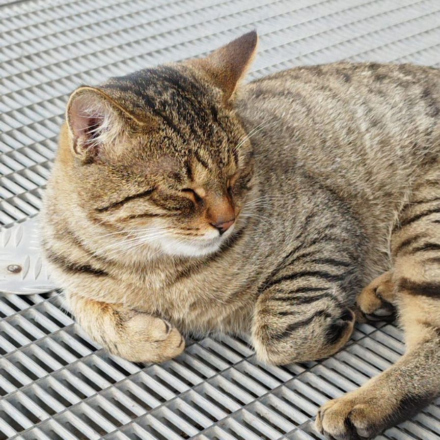 Кошка/кот бездомный