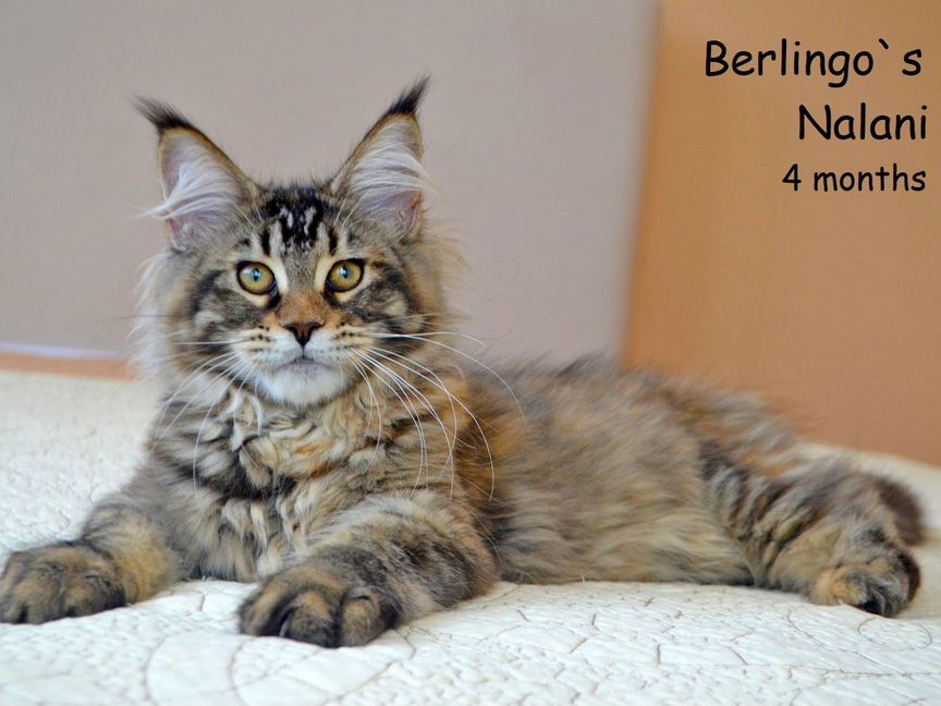 Кошка Мейн-кун f25