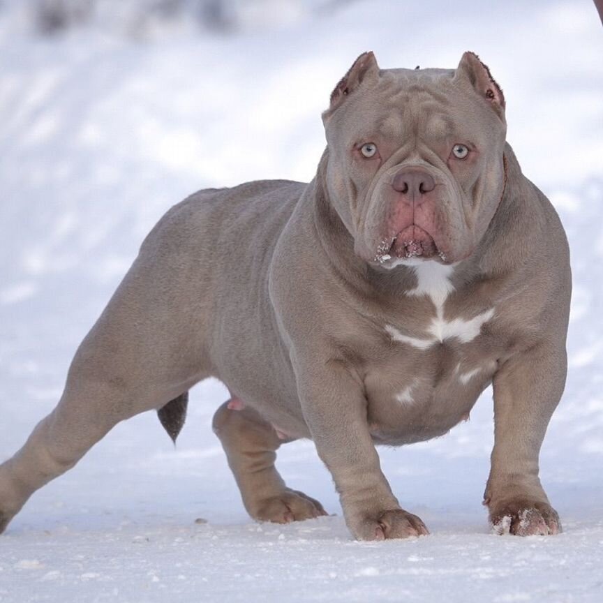 Американский булли, взрослая собака