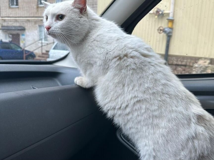 Кот взрослый и молодой котик в добрые руки