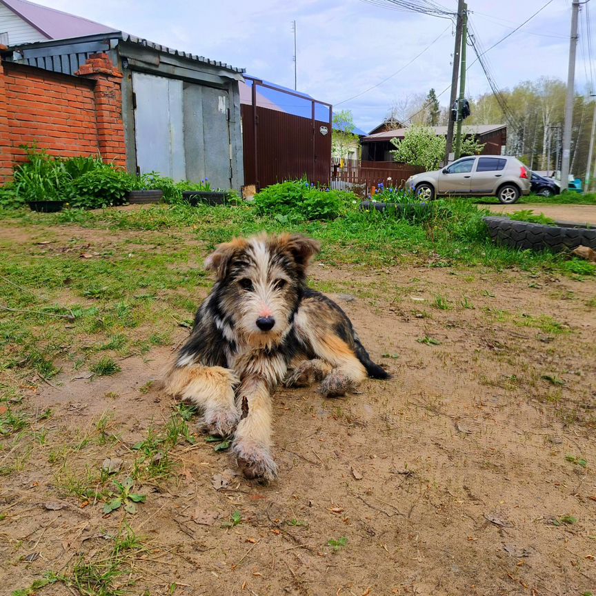 В добрые руки