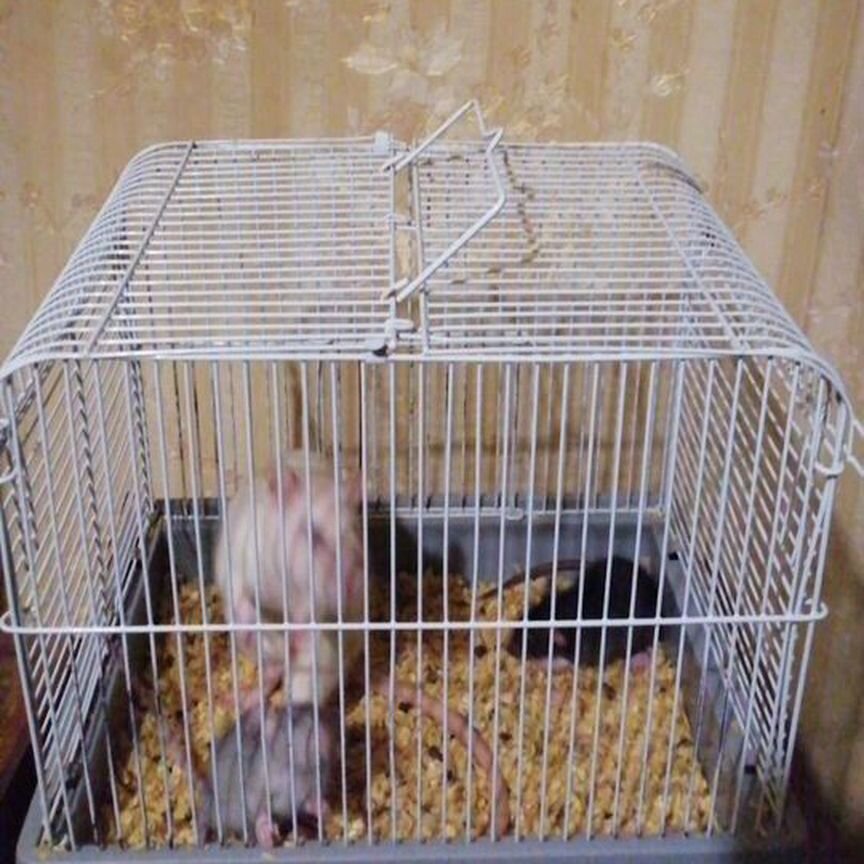 Клетка для грызунов