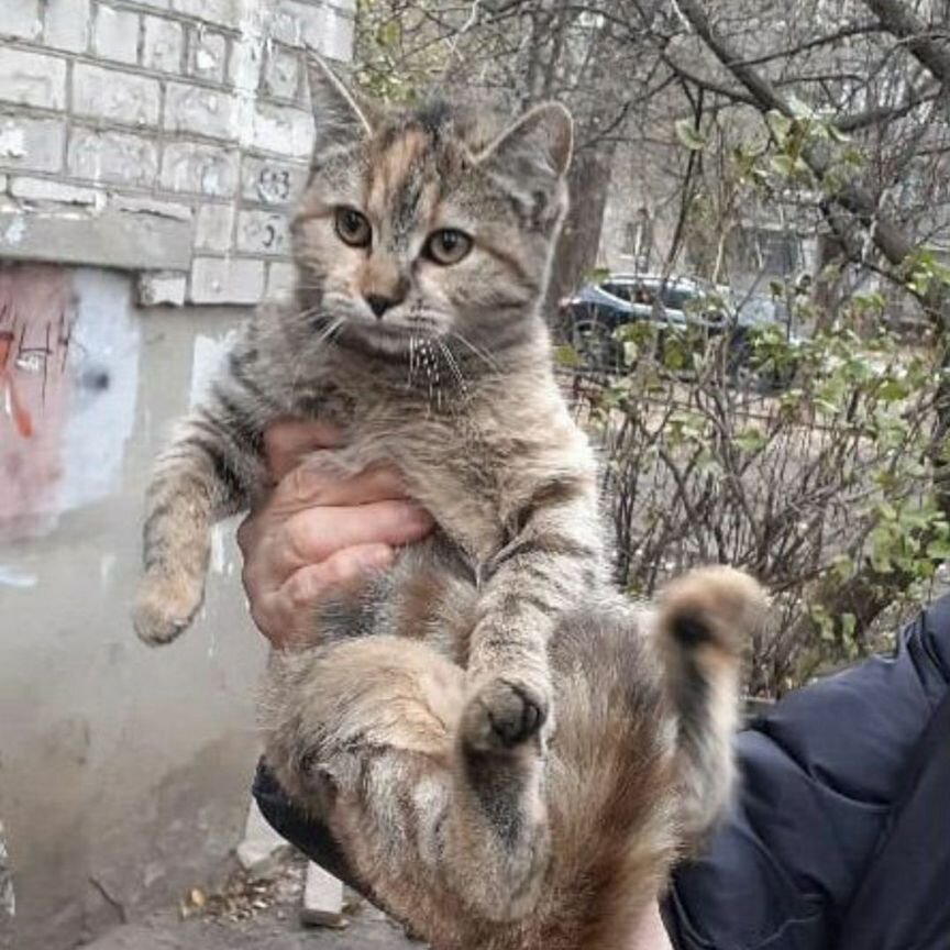 Котёнок девочка замерзает на улице