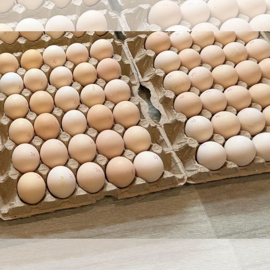 Инкубационное яйцо бройлера