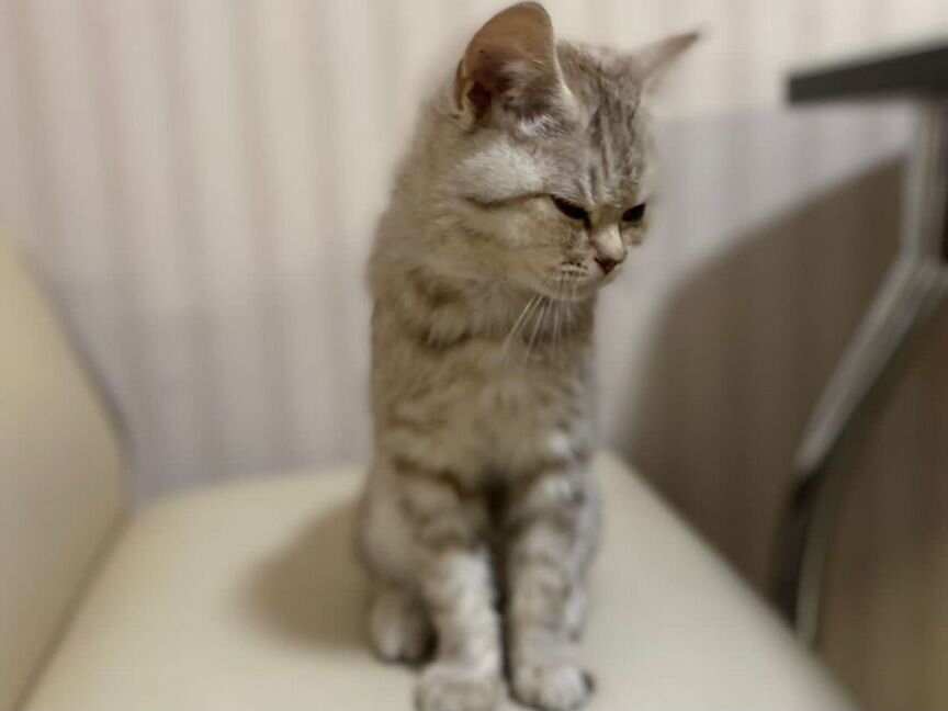 Кошка помесь вислоухий с шиншиллой