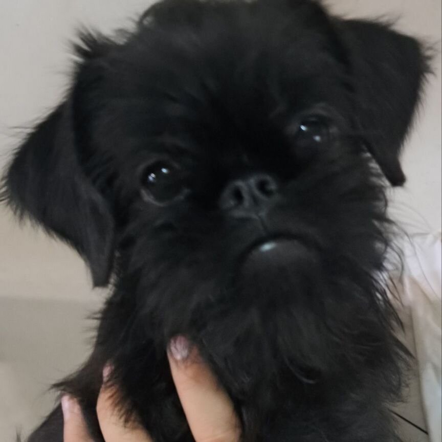 Бельгийский грифон щенок