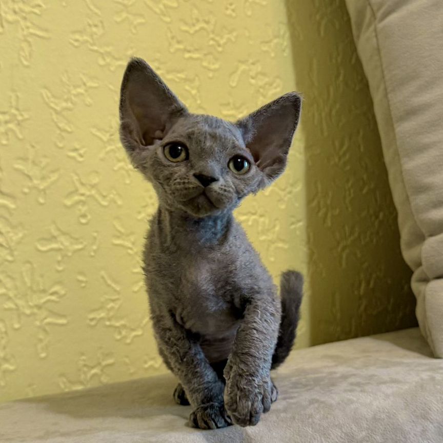 Девон-рекс котёнок