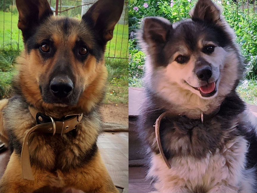 Грей и Малыш ищут дом