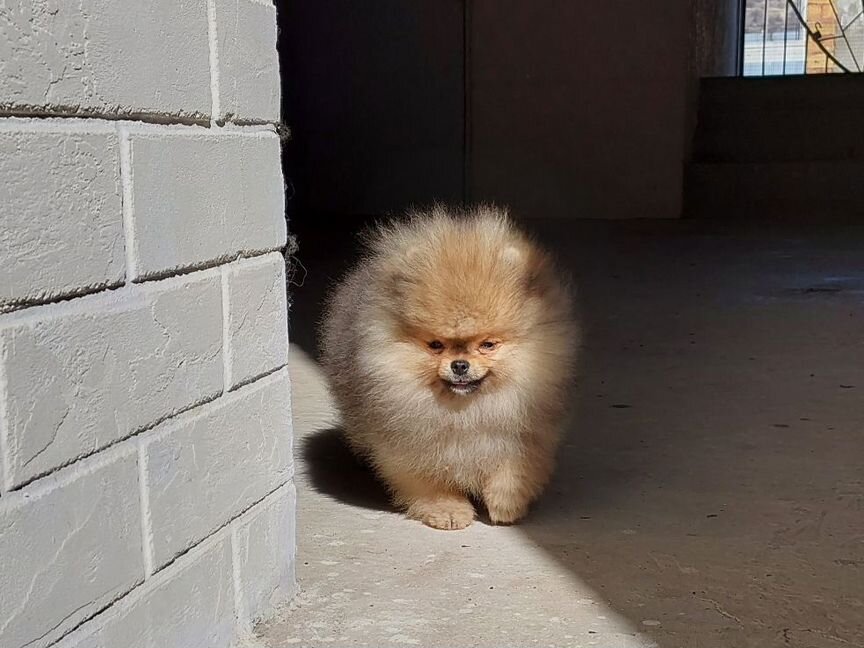 Померанский шпиц медвежьего типа