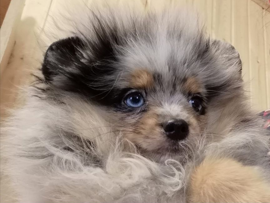 Шпиц (мерль) мальчик