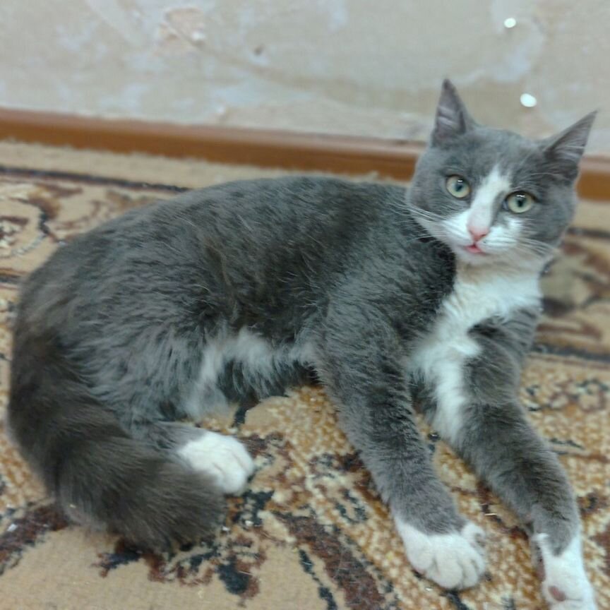 Котёнок от частного владельца