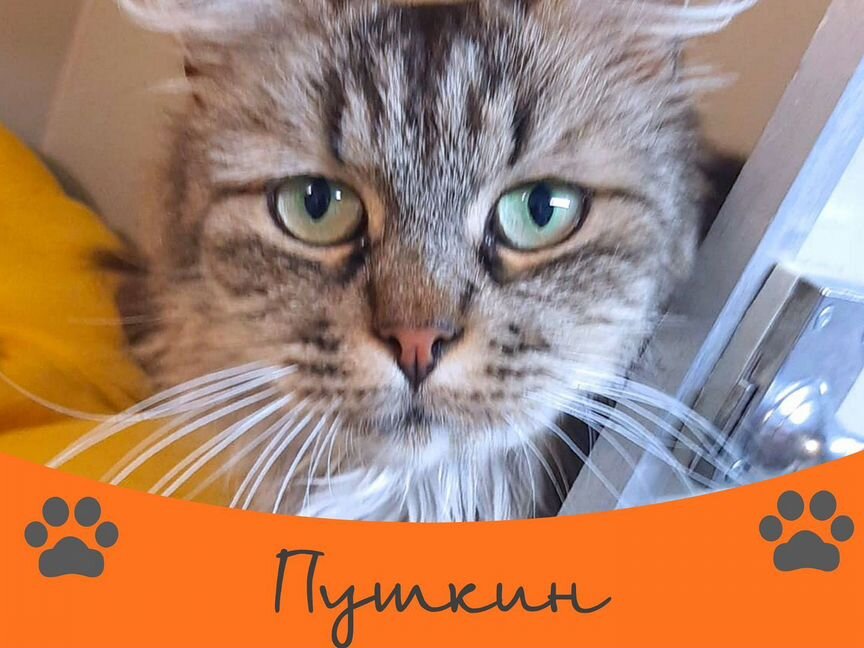 Пушистый Пушкин из Пушкина ищет дом