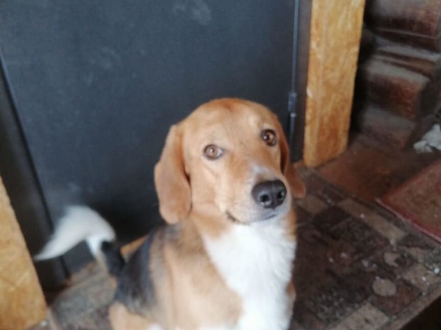 Бигль 4 года отдам в хорошие руки