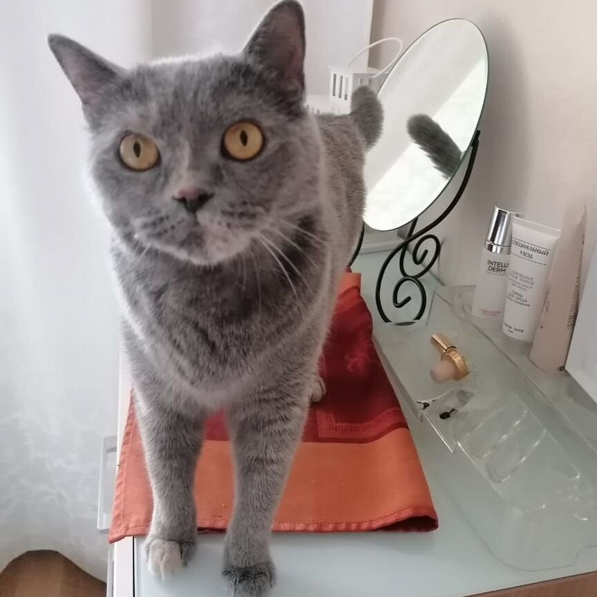 Взрослая, кошка в добрые руки