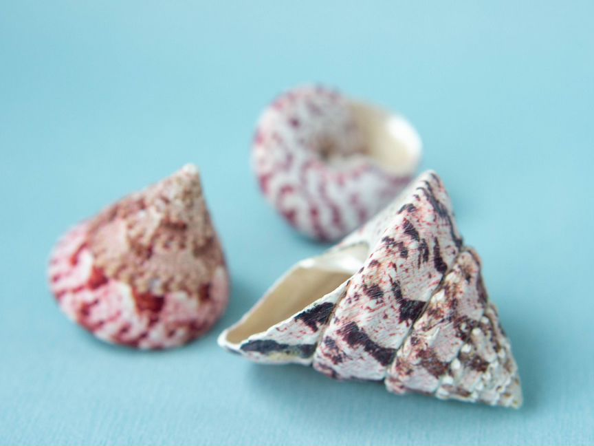 Морские раковины для аквариума улитка колокольчик