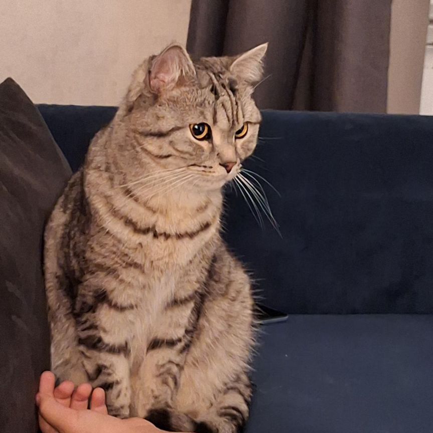 Кот