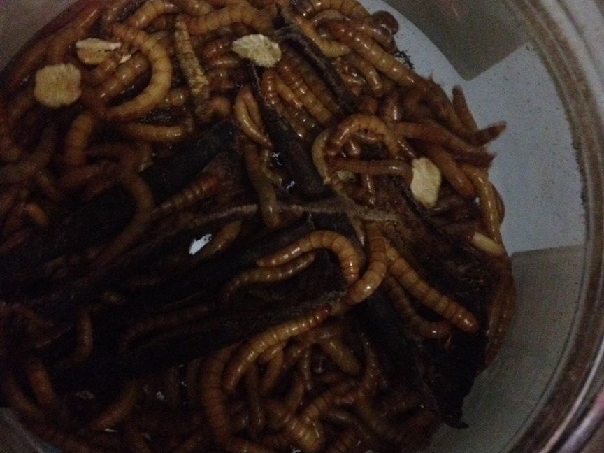 Мучной червь