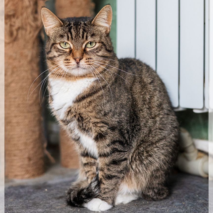 Кисонька в поисках семьи