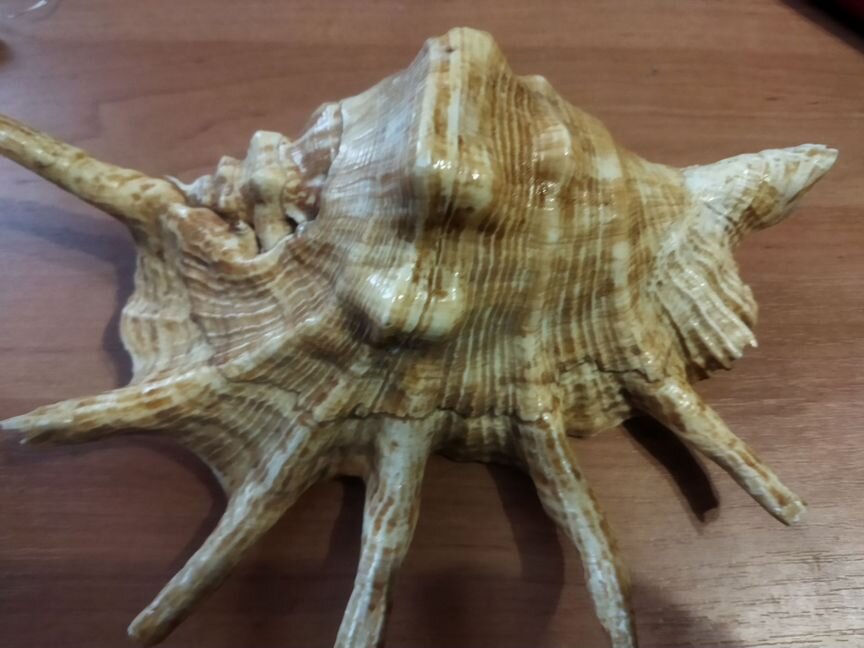 Ракушка морская большая