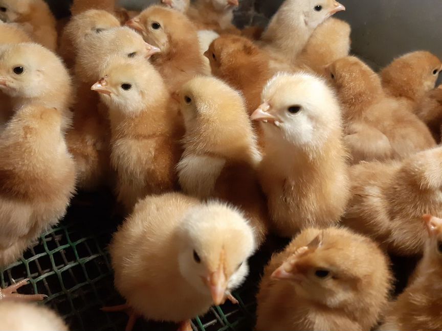 Цыплята Редбро,Фокси Чик