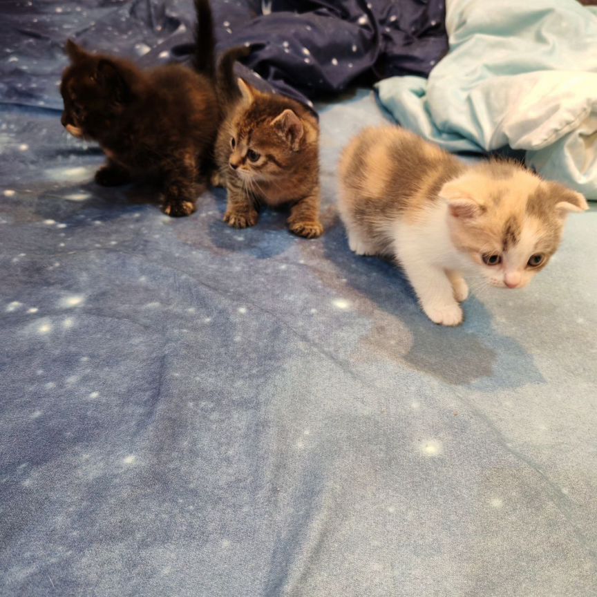 Шотландский вислоухий длинношёрстный котёнок